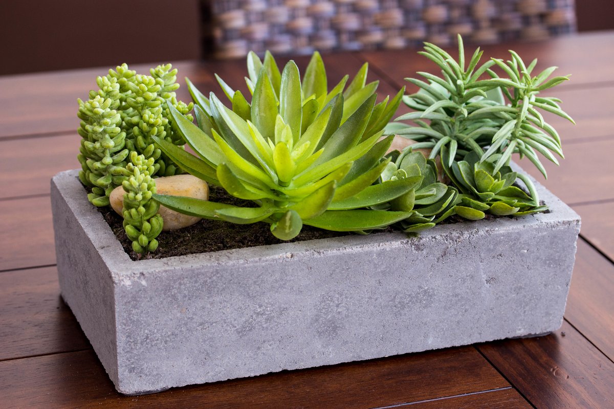 Succulent Plants: Why So Popular & How To Care For Them