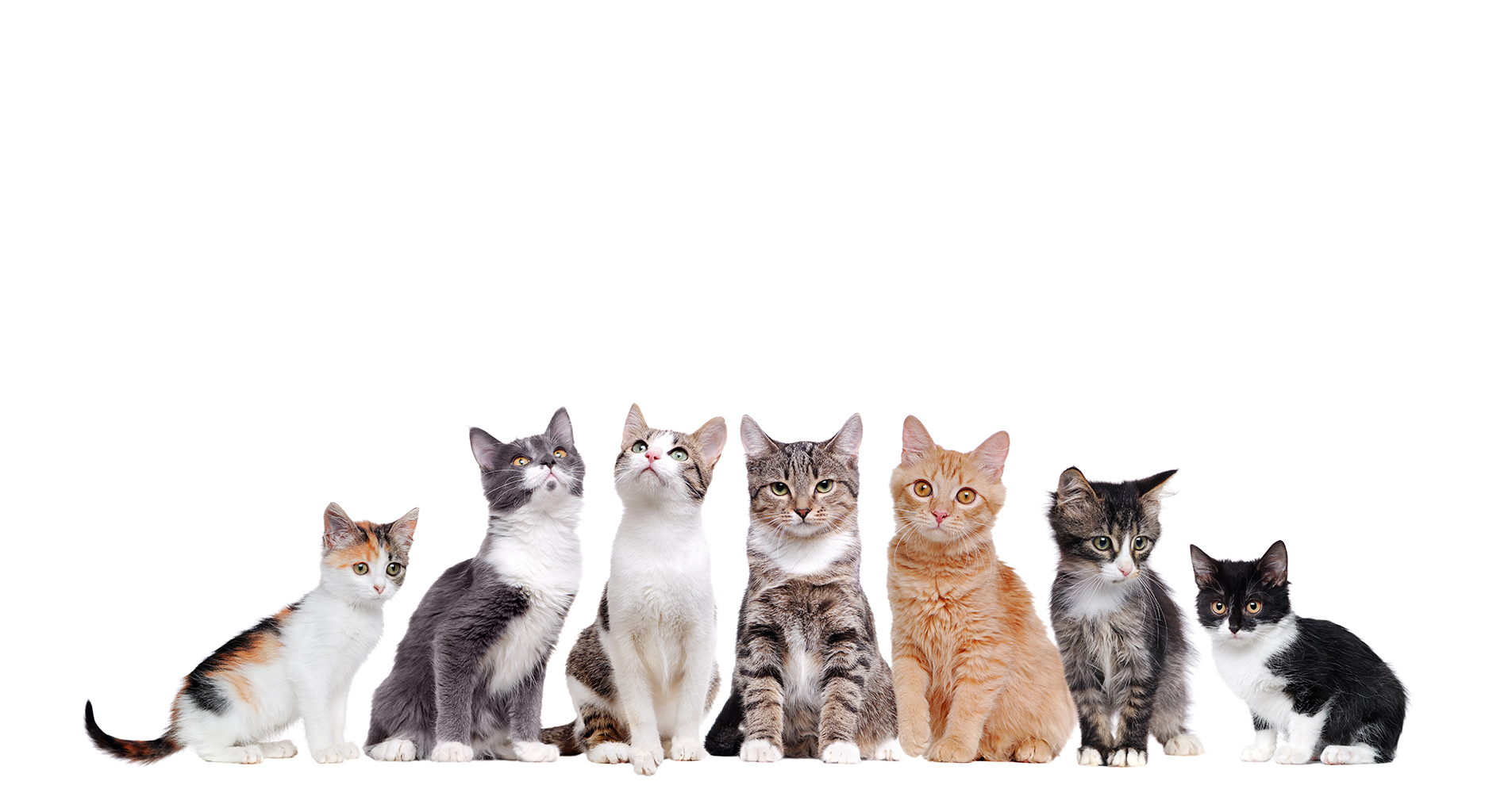 10 of the Most Original Cat Names We Came up With! | Thatsweetgift